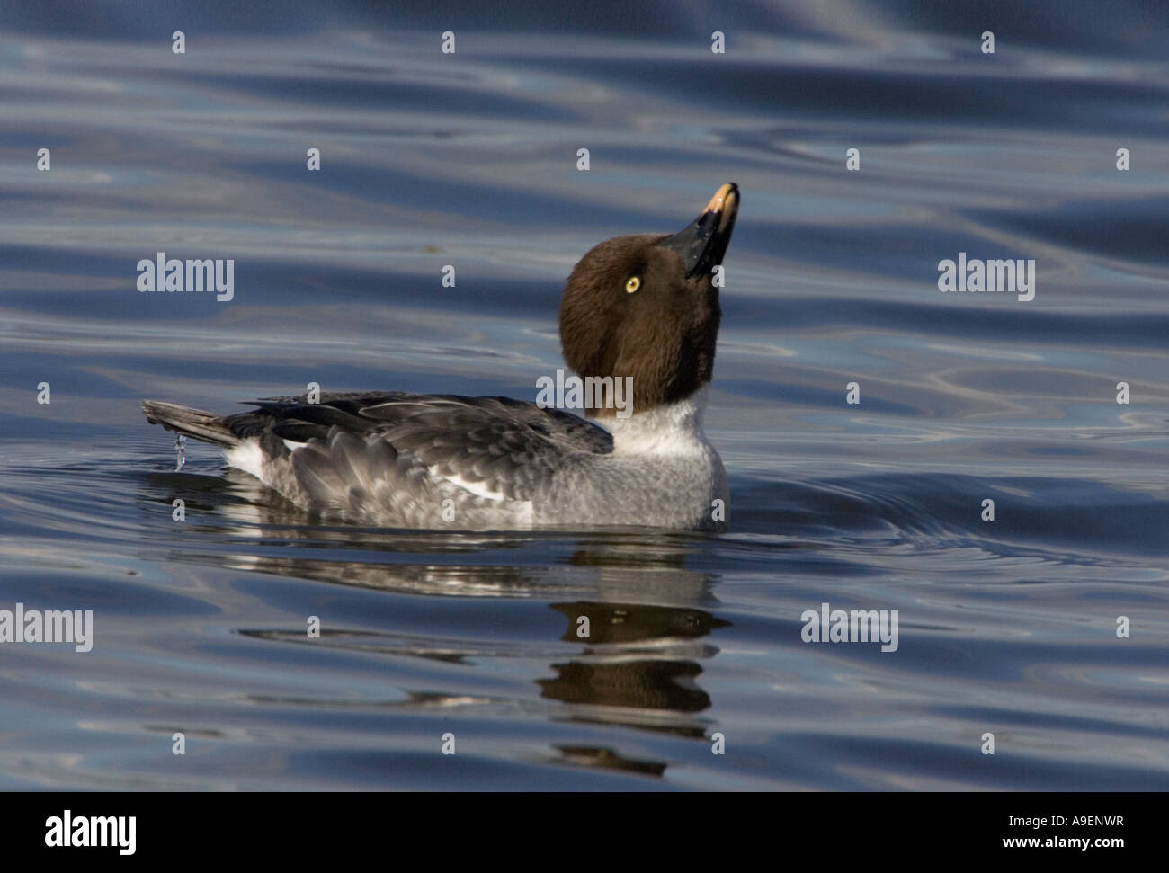 Common Goldeneye Female Stock Photo - Alamy