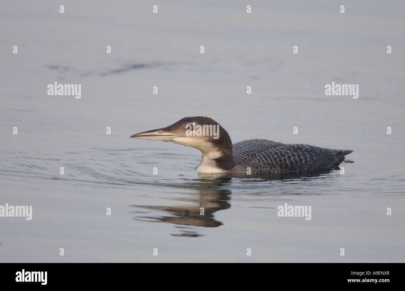 Common Loon in Winter Plumage Stock Photo - Alamy