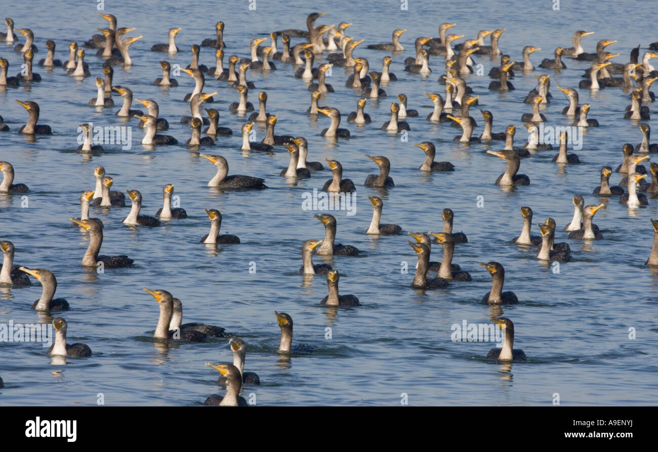 Large Flock of Double crested Cormorants on Water Stock Photo - Alamy
