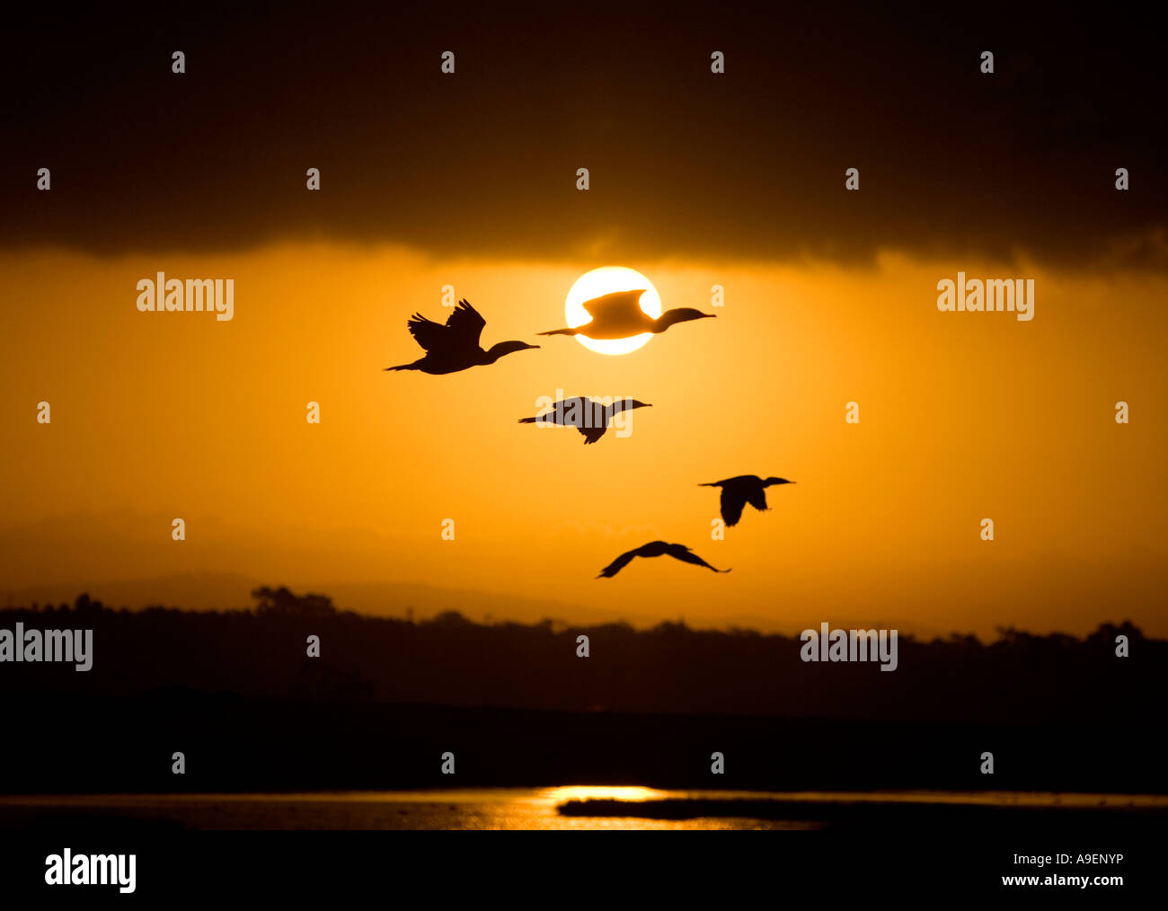 Bird Flying Past Sun High Resolution Stock Photography and Images - Alamy