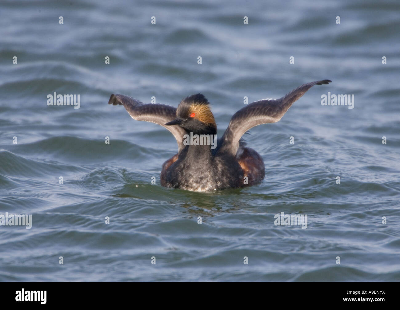 Eared Grebe in Breeding Plumage Stock Photo - Alamy
