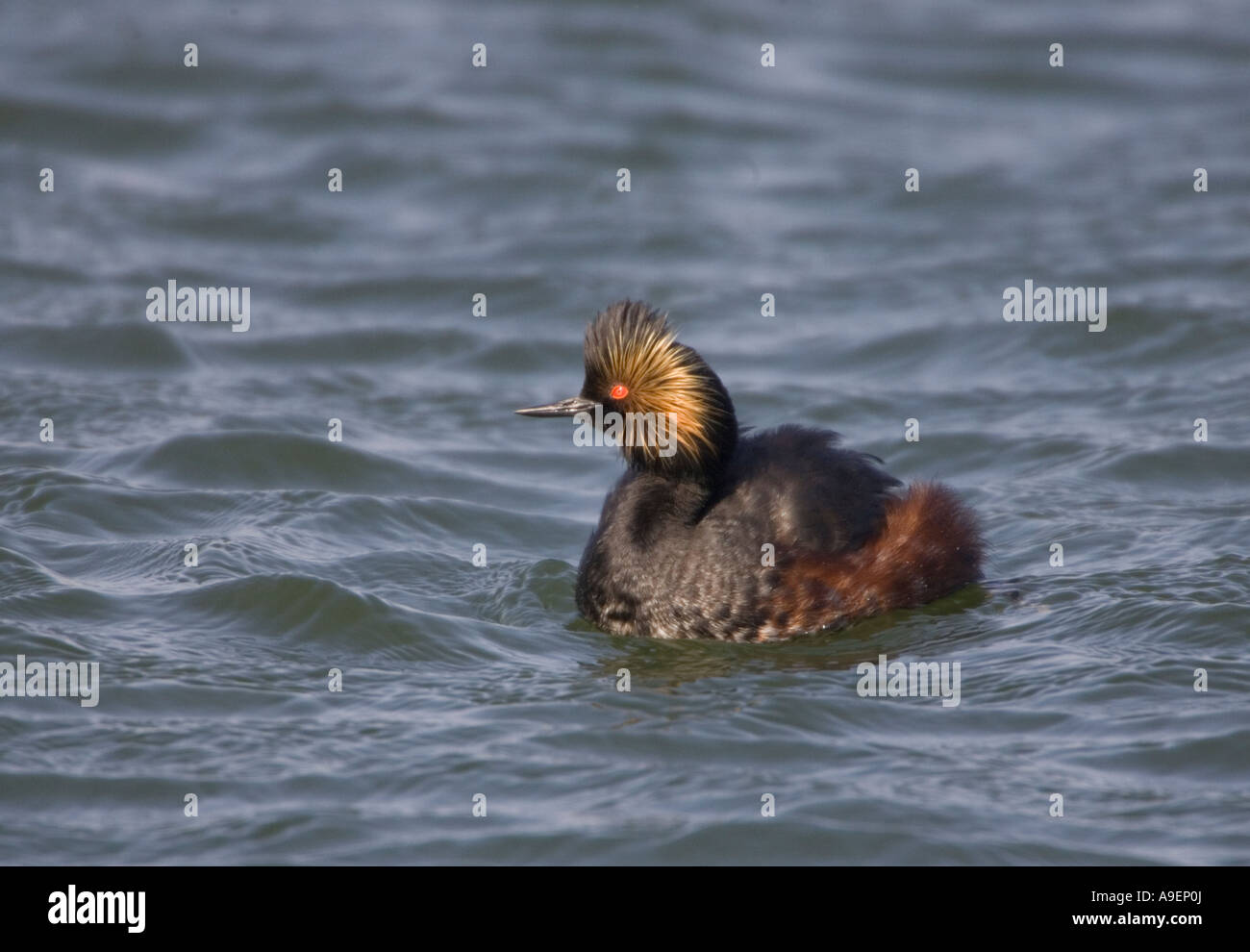 Eared Grebe in Breeding Plumage Stock Photo - Alamy