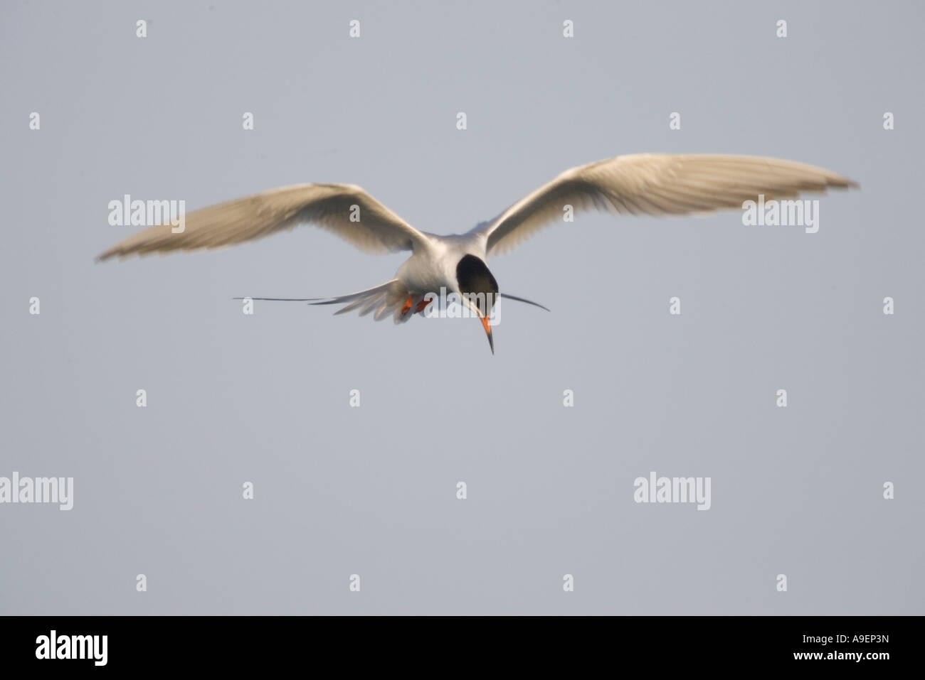Forster's Tern Hovering Stock Photo - Alamy