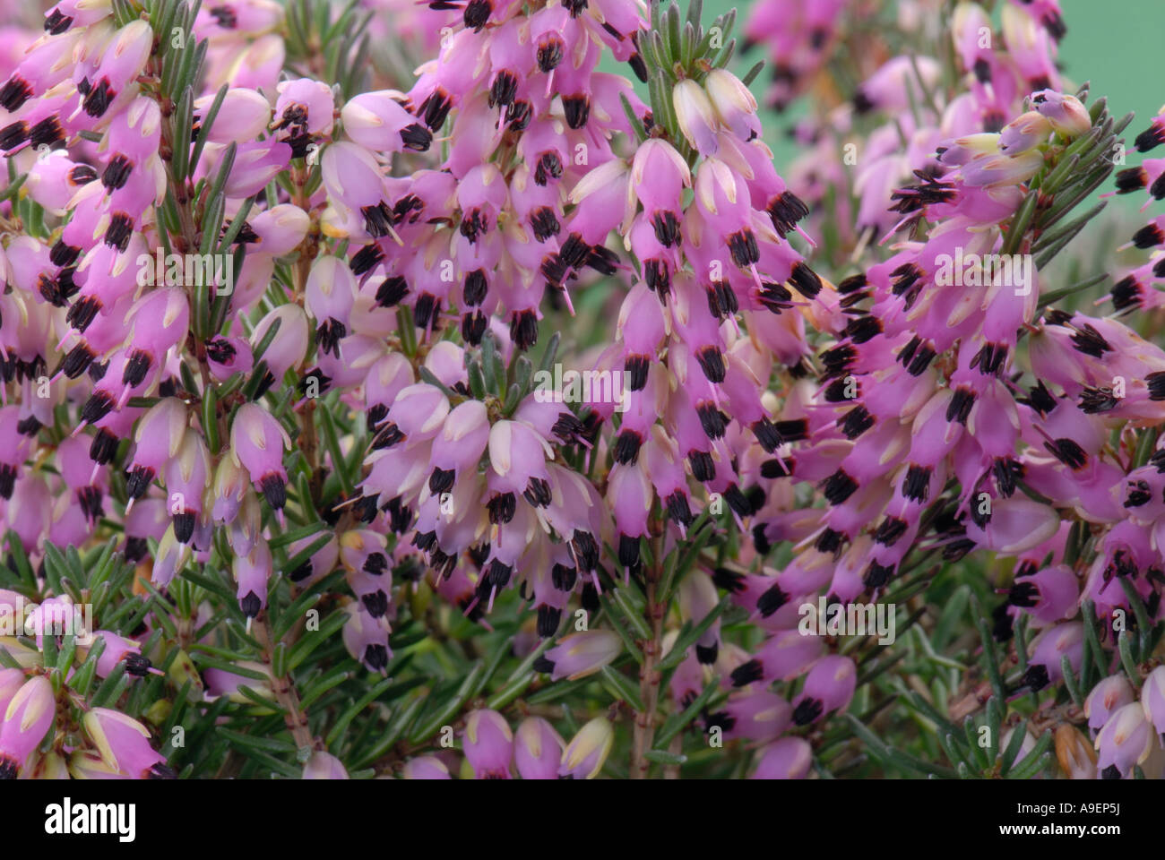 Dale, Darley Heath (Erica x darleyensis), flowering Stock Photo - Alamy