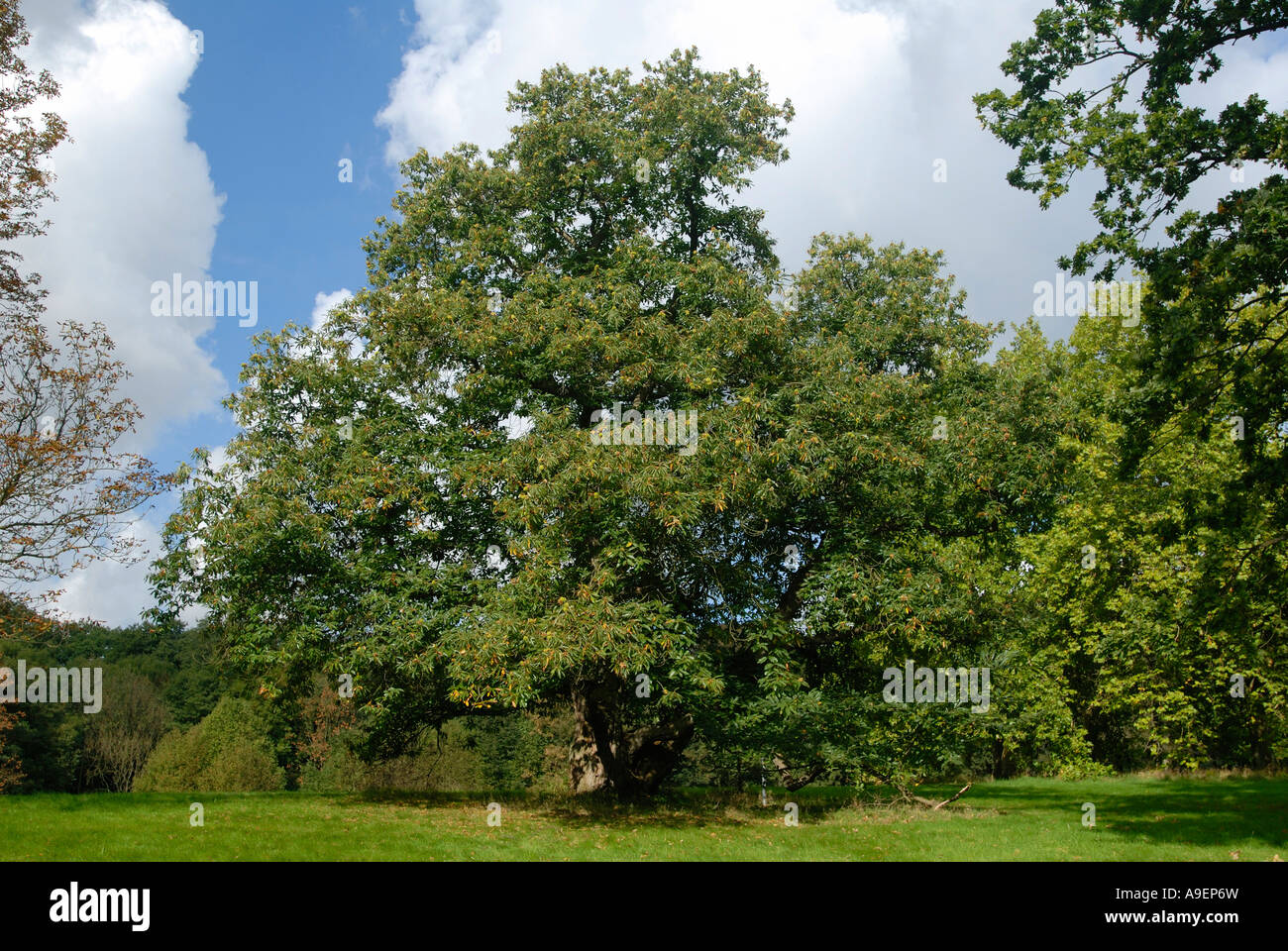 Spanish Chestnut, Sweet Chestnut (Castanea sativa), solitary tree in ...