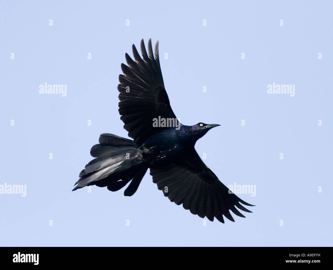 Great tailed Grackle in Flight Stock Photo - Alamy