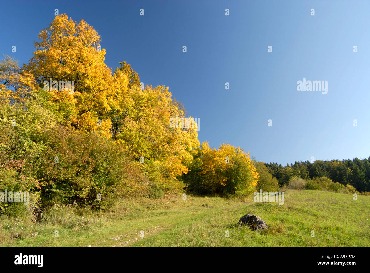 Field Maple, Hedge Maple (Acer campestre) in autumn colours next to a ...