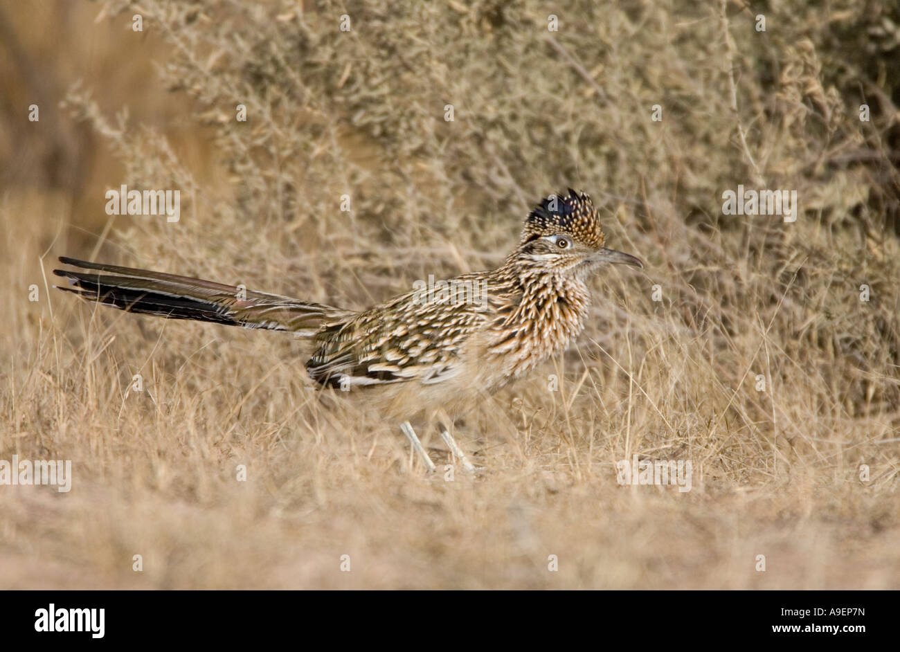 Greater Roadrunner in Habitat Stock Photo - Alamy