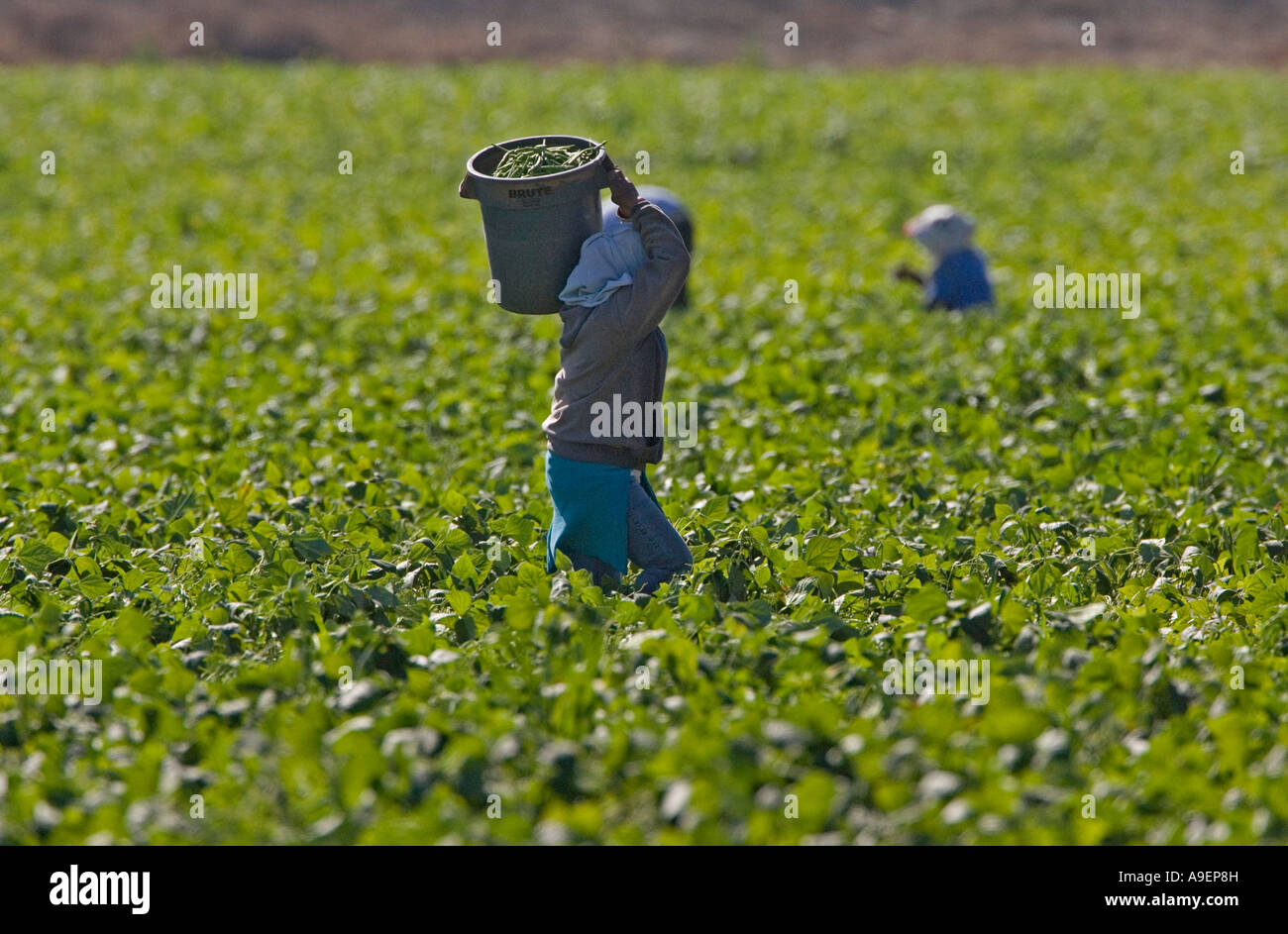 Immigrant Farm Labor Working in Field Stock Photo - Alamy