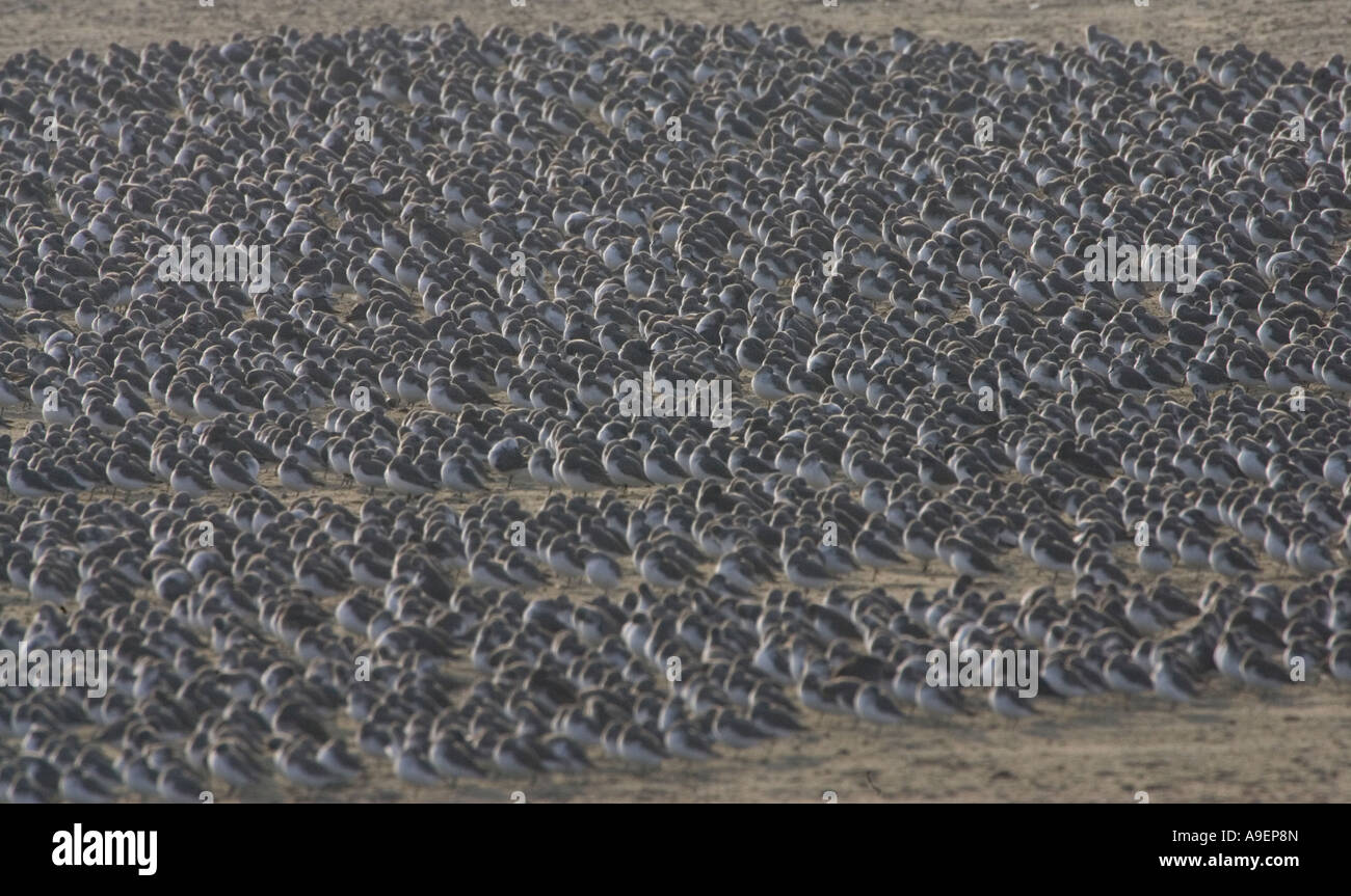 Very Large Shorebird Flock Stock Photo - Alamy