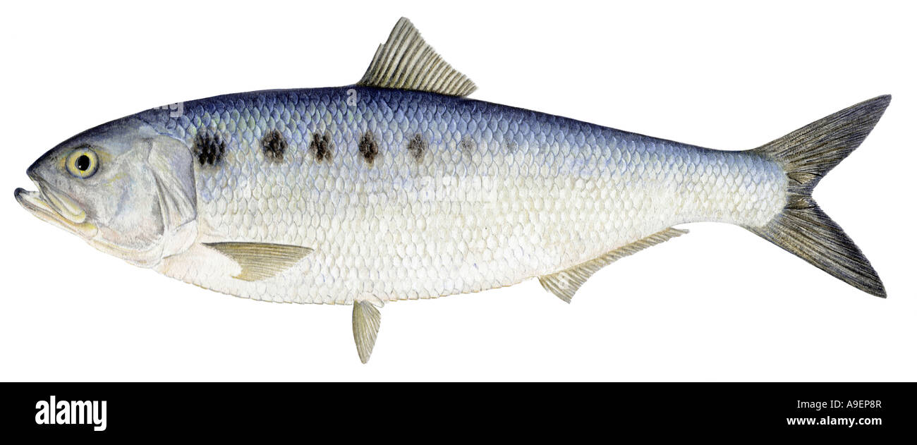 Twaite Shad (Alosa fallax), drawing Stock Photo - Alamy