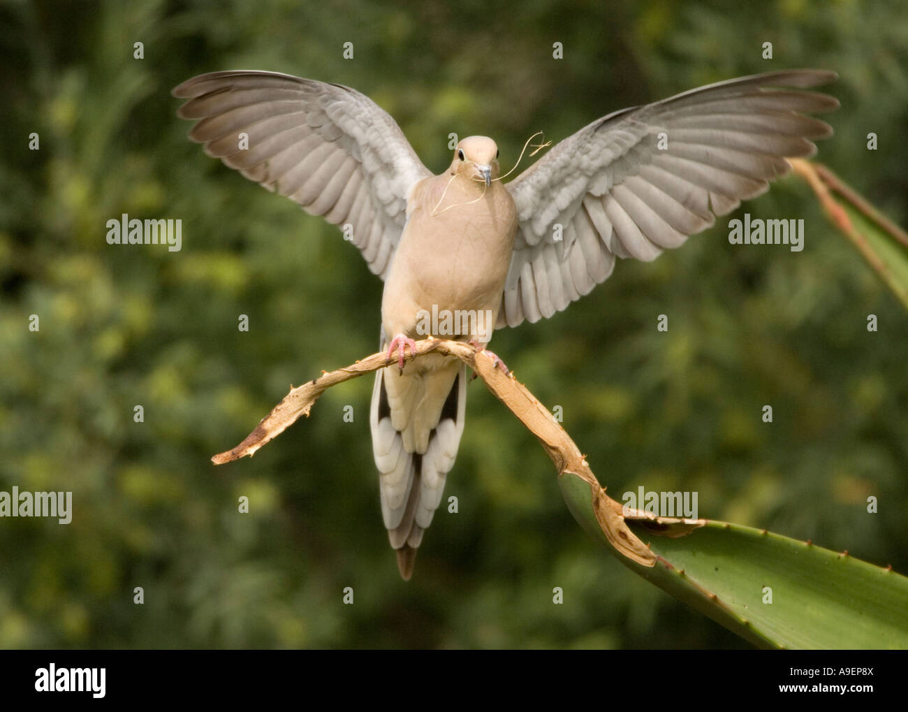 Mourning Dove with Nesting Material in Beak Stock Photo - Alamy