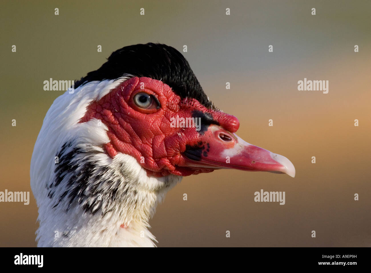 The Ugly Duck High Resolution Stock Photography and Images - Alamy