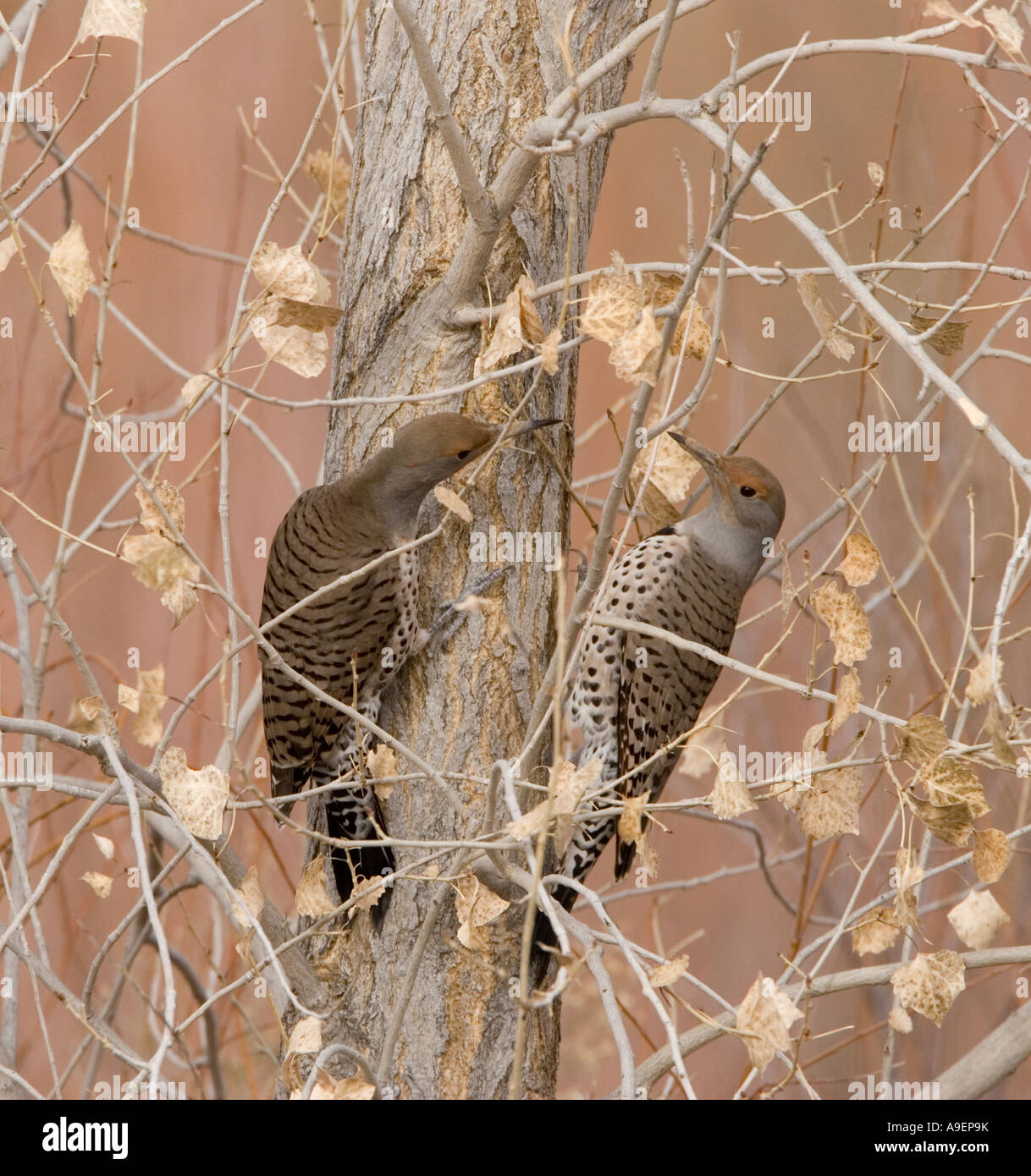 Northern flicker pair hi-res stock photography and images - Alamy