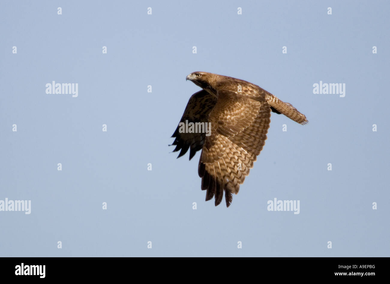 Red tailed Hawk Flying Stock Photo - Alamy
