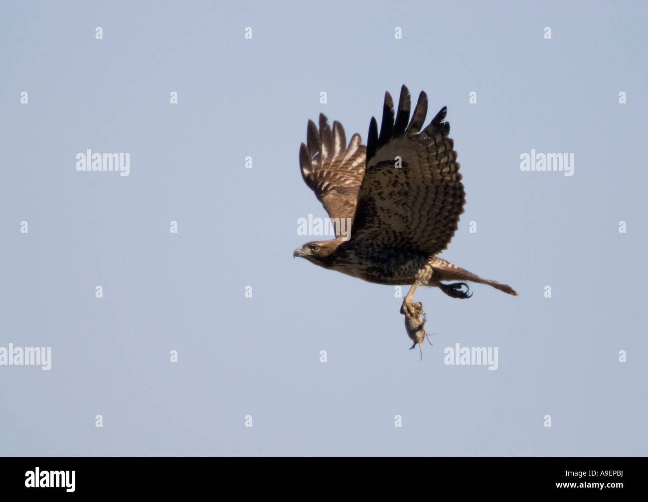 Red tailed hawk in flight carrying a mouse hi-res stock photography and ...