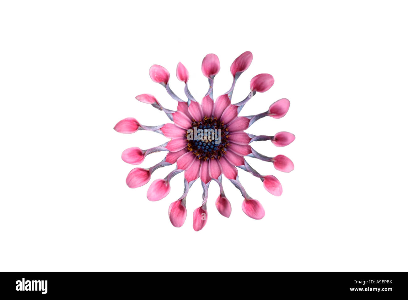 Trailing sunflower Cut Out Stock Images & Pictures - Alamy