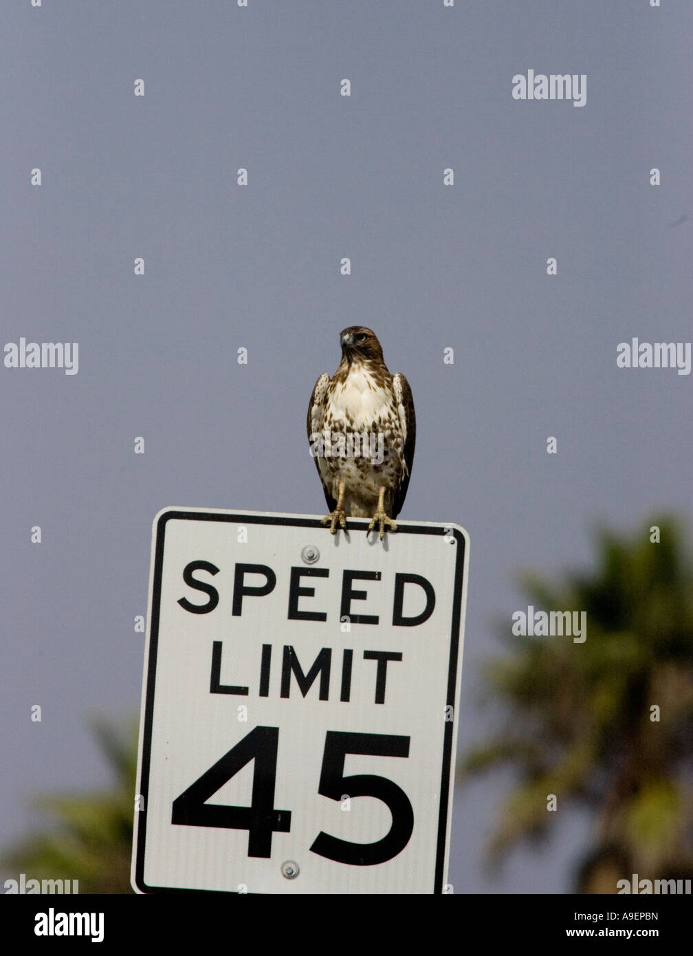 Hawk On Sign Stock Photos & Hawk On Sign Stock Images - Alamy