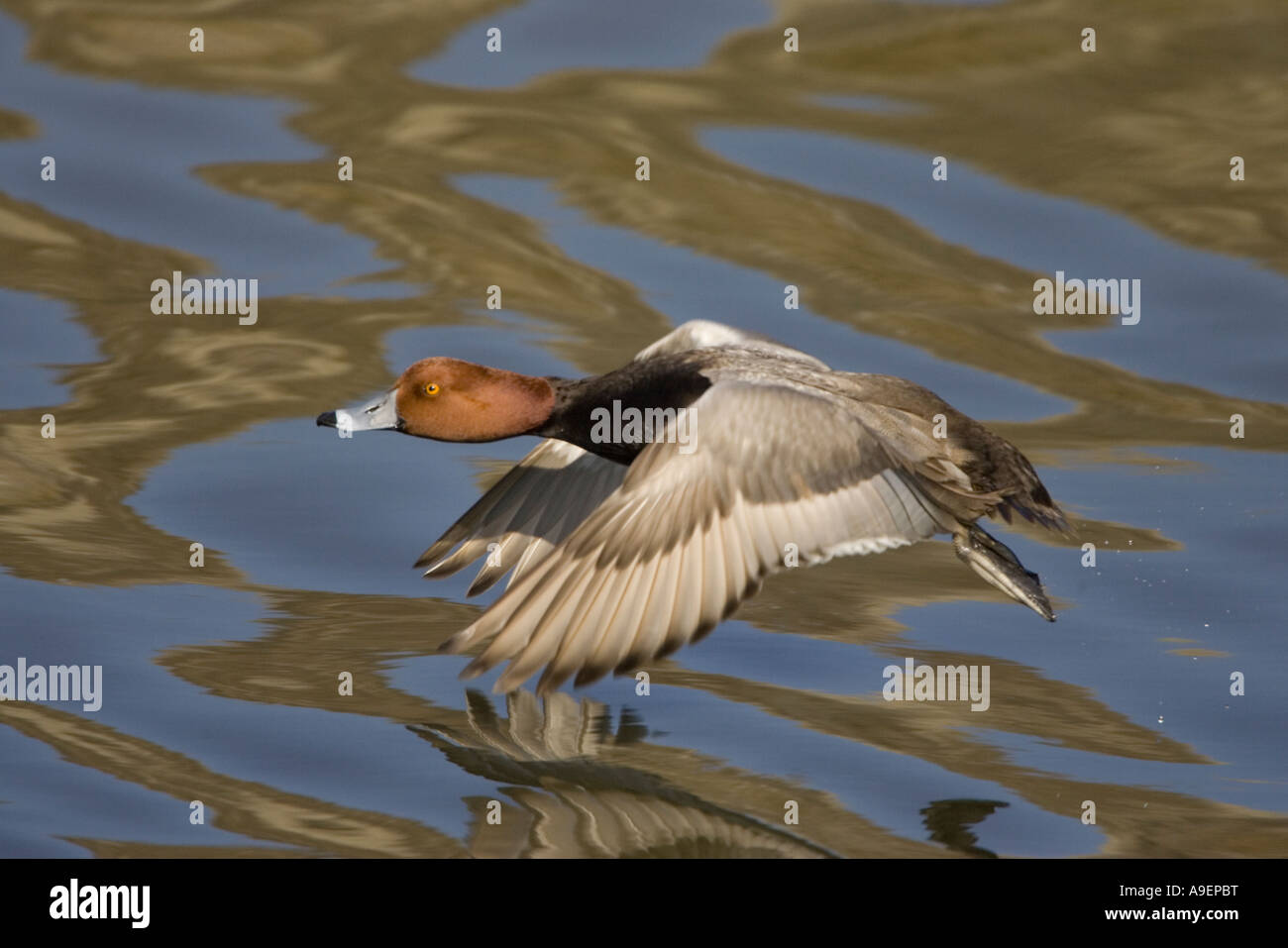 Redhead Drake Flying over Water Stock Photo - Alamy