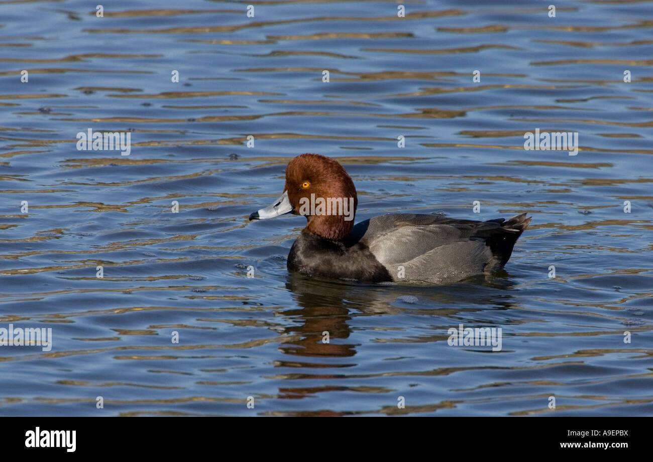 Red headed drake hi-res stock photography and images - Alamy