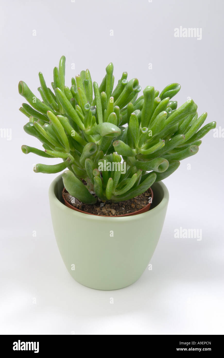 Jade Plant, Friendship Tree (Crassula ovata), potted plant, studio ...