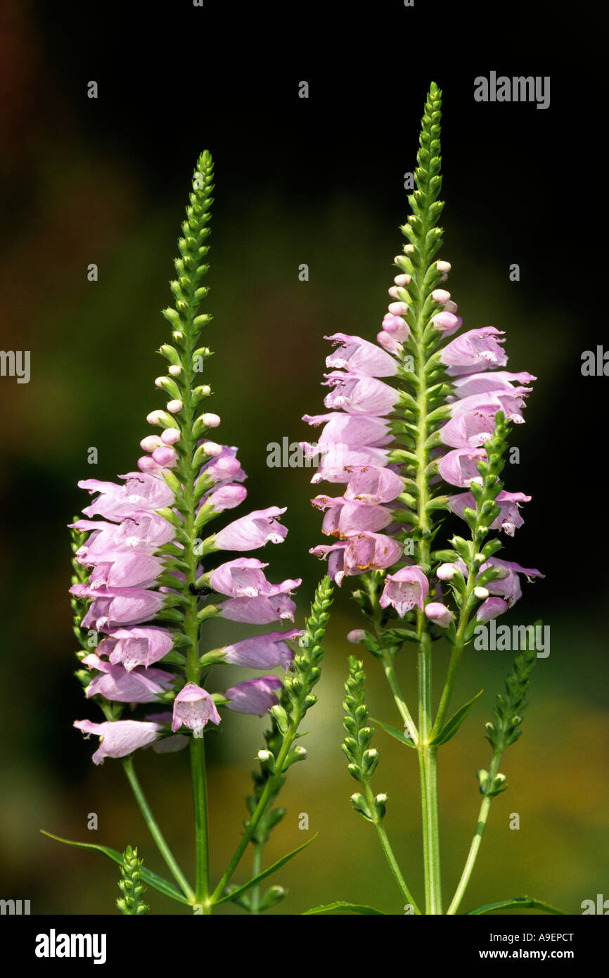 Obedient Plant (Physostegia virginiana), flowering Stock Photo - Alamy