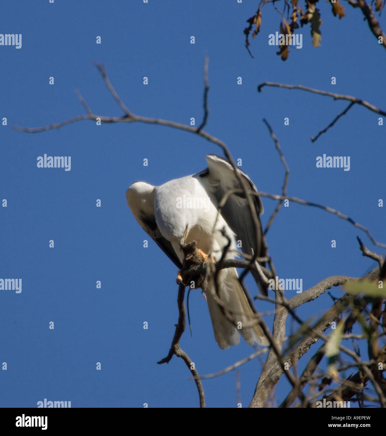 White tailed kite eating mouse hi-res stock photography and images - Alamy