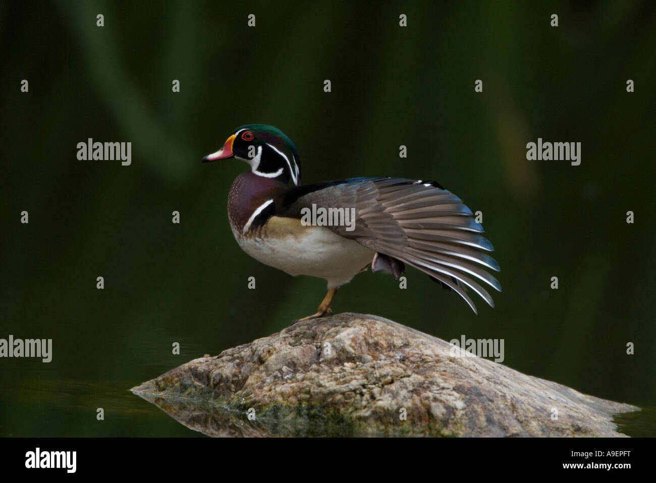 Wood Duck Male Stretching One Wing Stock Photo - Alamy