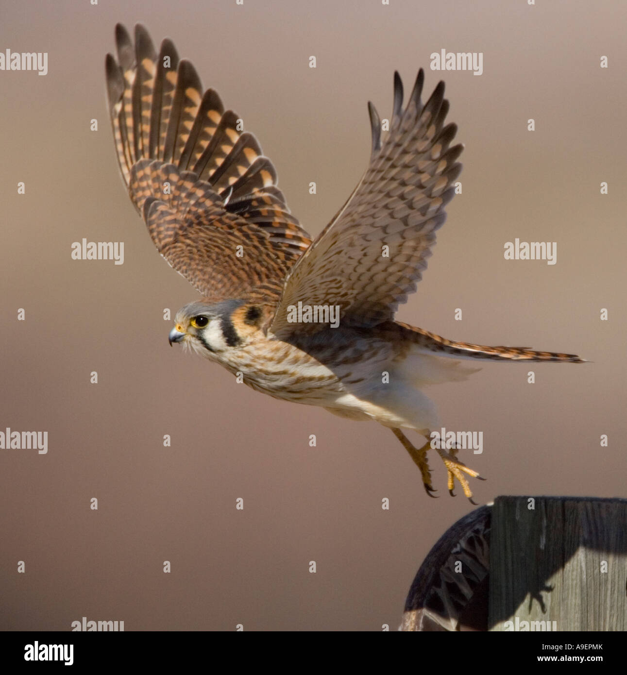 American Kestrel Taking Off Stock Photo - Alamy