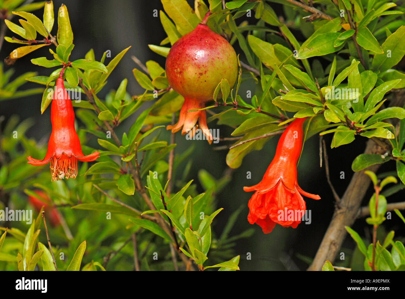 Pomegranate (Punica granatum), unripe fruit and flowers on tree Stock ...