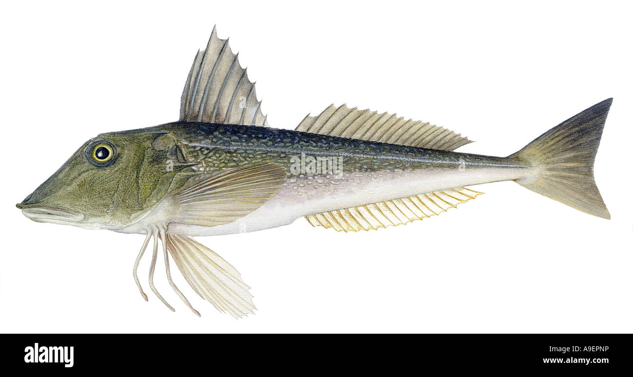 Grey Gurnard (Eutrigla gurnardus), drawing Stock Photo - Alamy