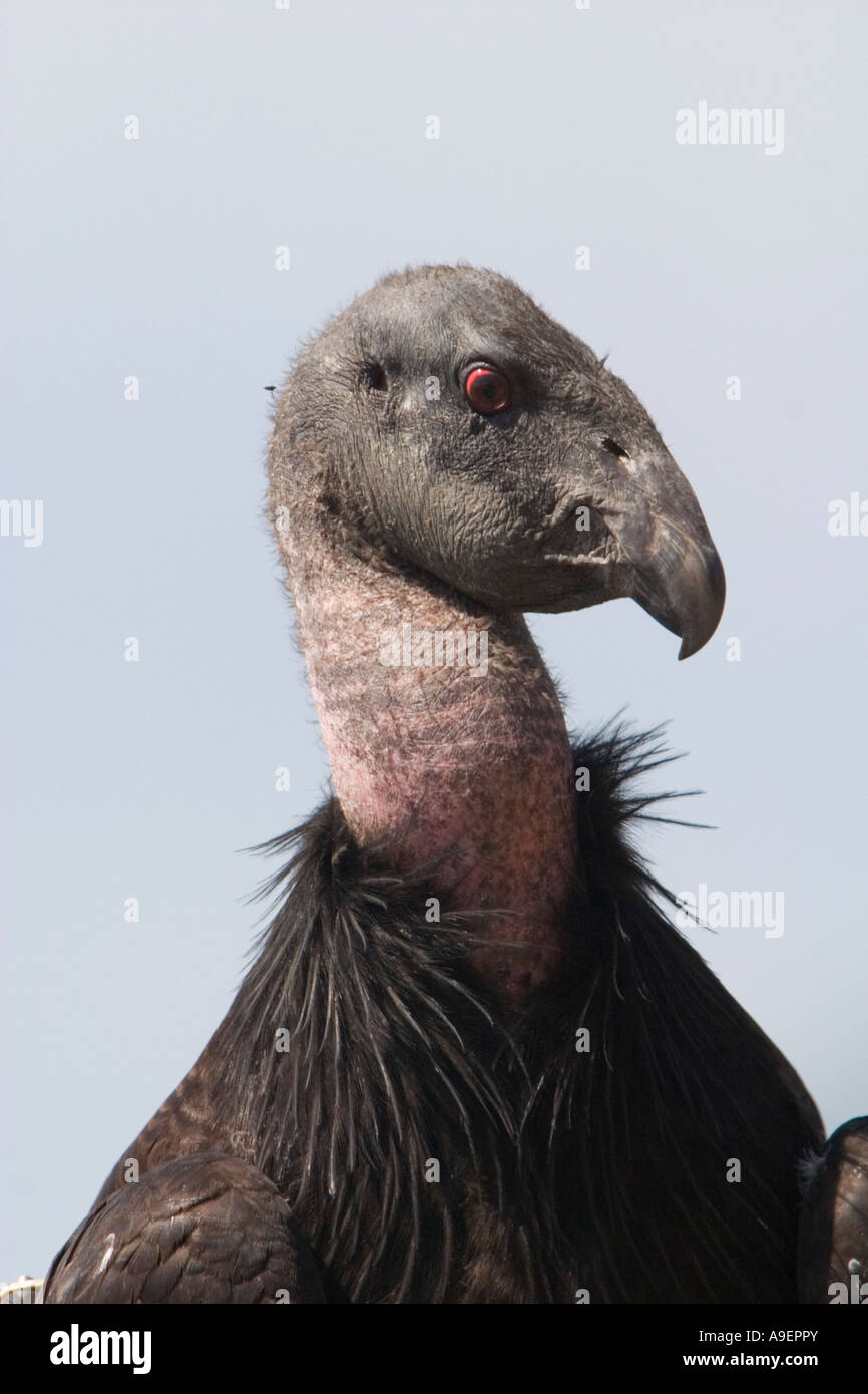 California Condor Juvenile Stock Photo - Alamy