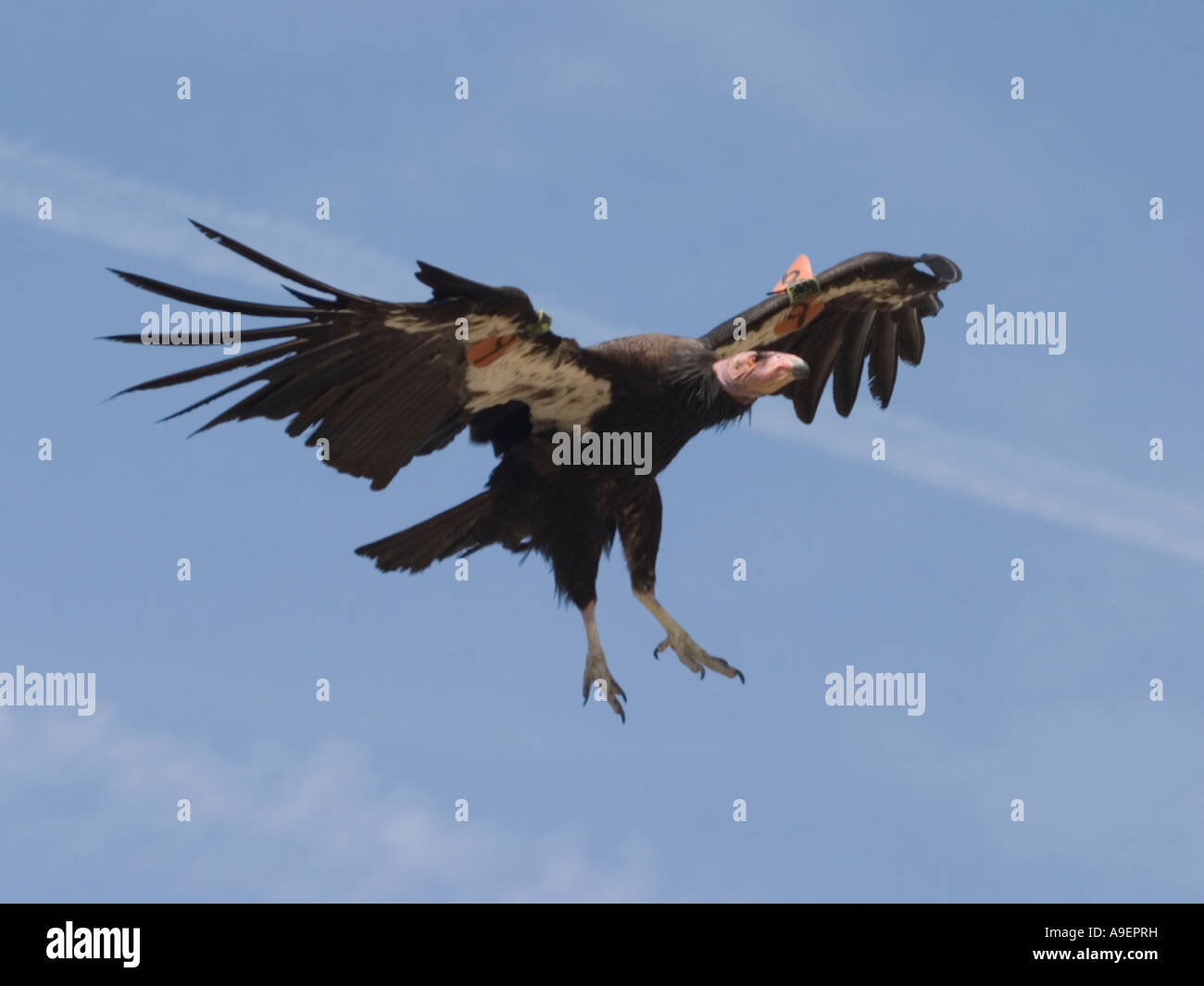 The condor hi-res stock photography and images - Alamy