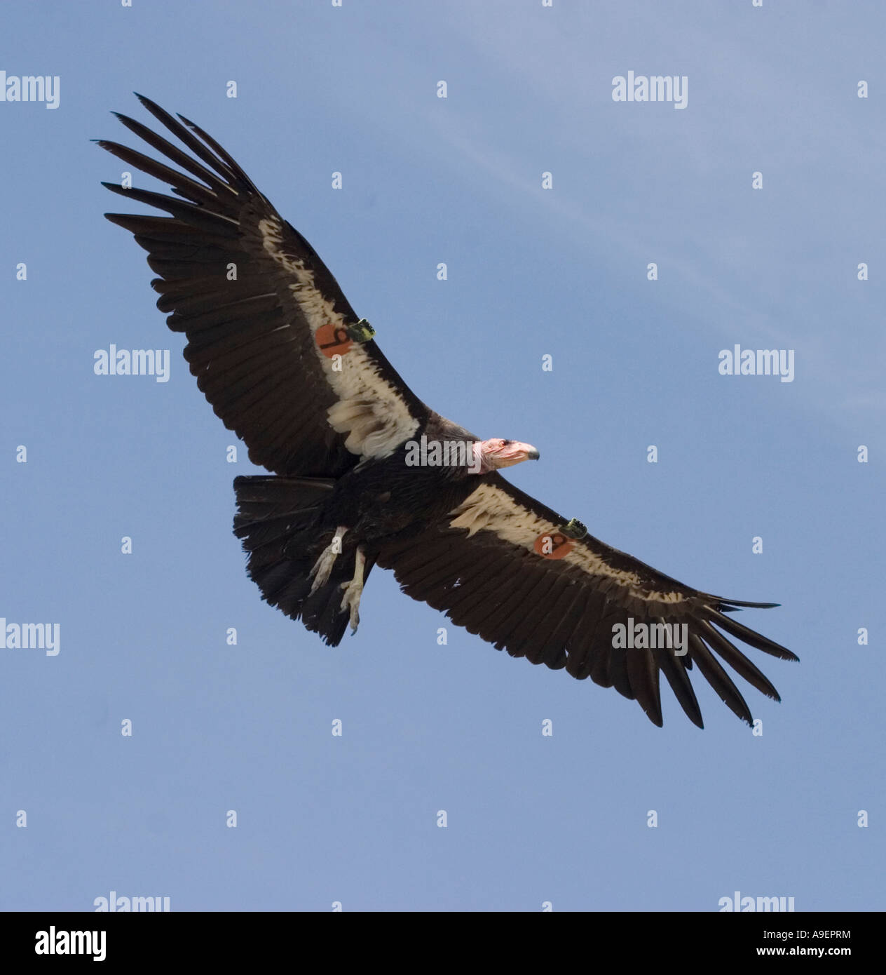 California Condor in Flight Stock Photo - Alamy