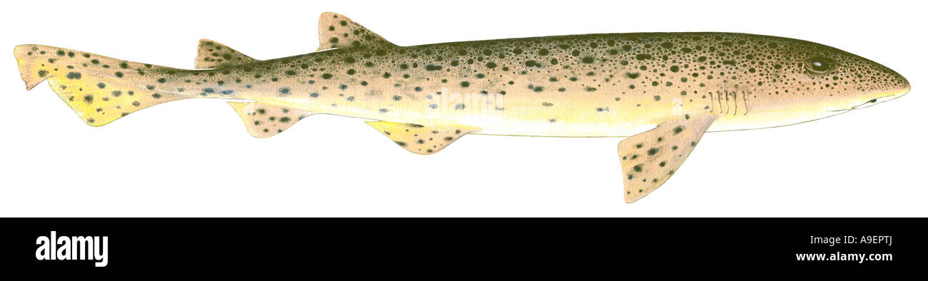 Greater Spotted Dogfish, Bullhuss Nursehound (Scyliorhinus stellaris ...