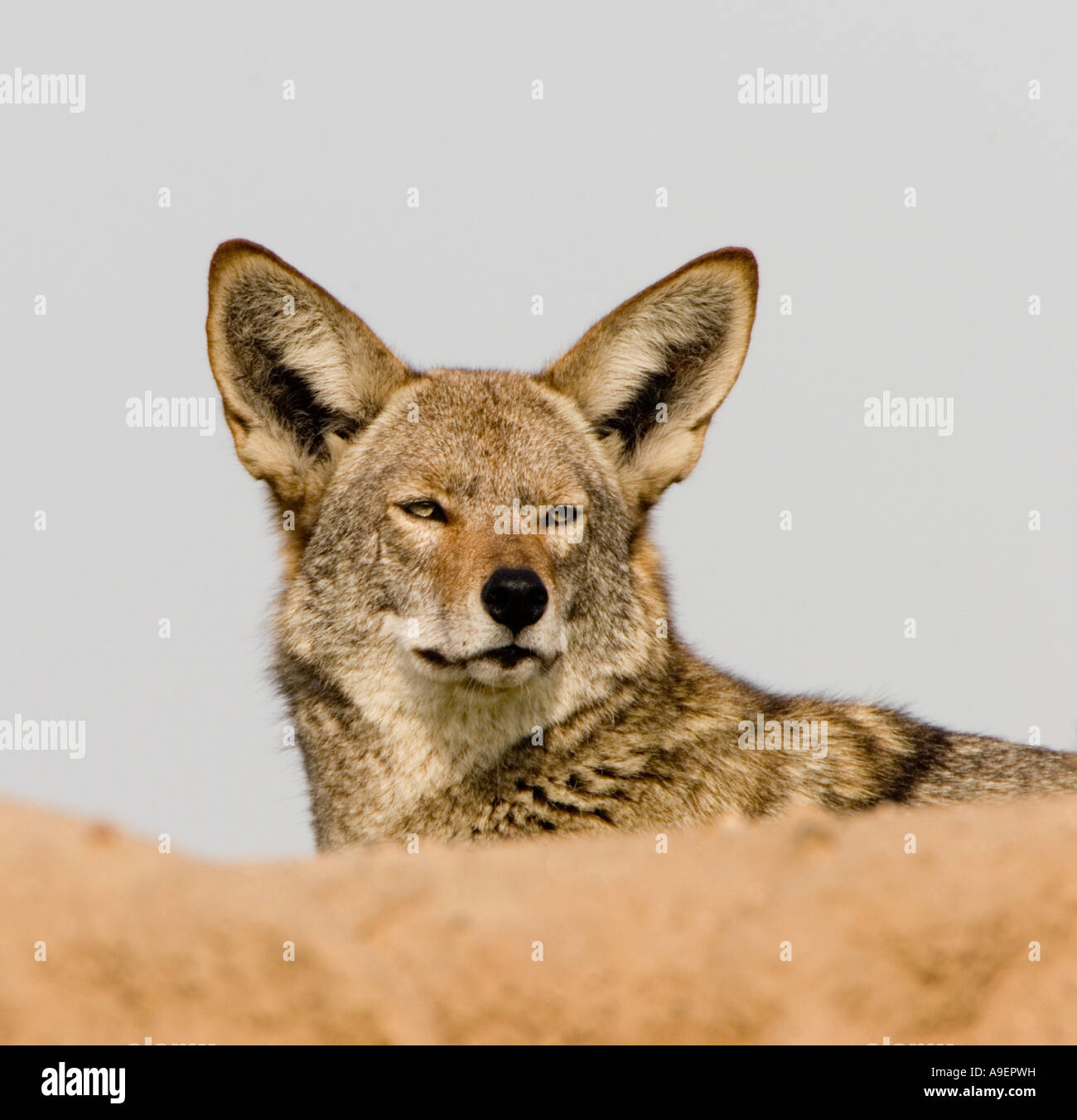 Coyote Closeup Portrait Stock Photo - Alamy