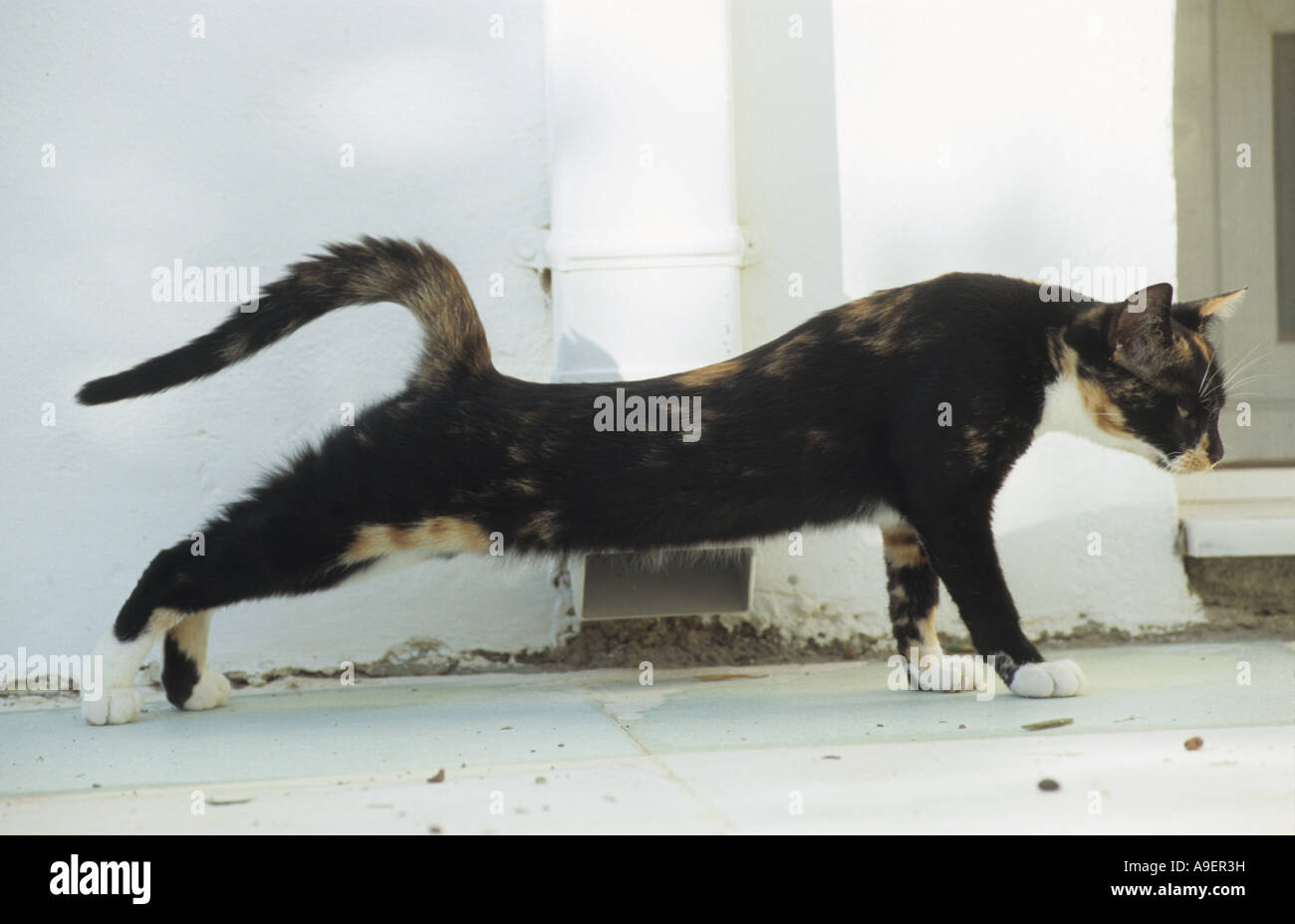 Domestic Cat (Felis silvestris, Felis catus), stretching Stock Photo ...