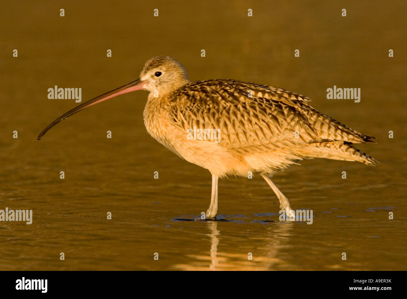 Long billed Curlew in the Water Stock Photo - Alamy