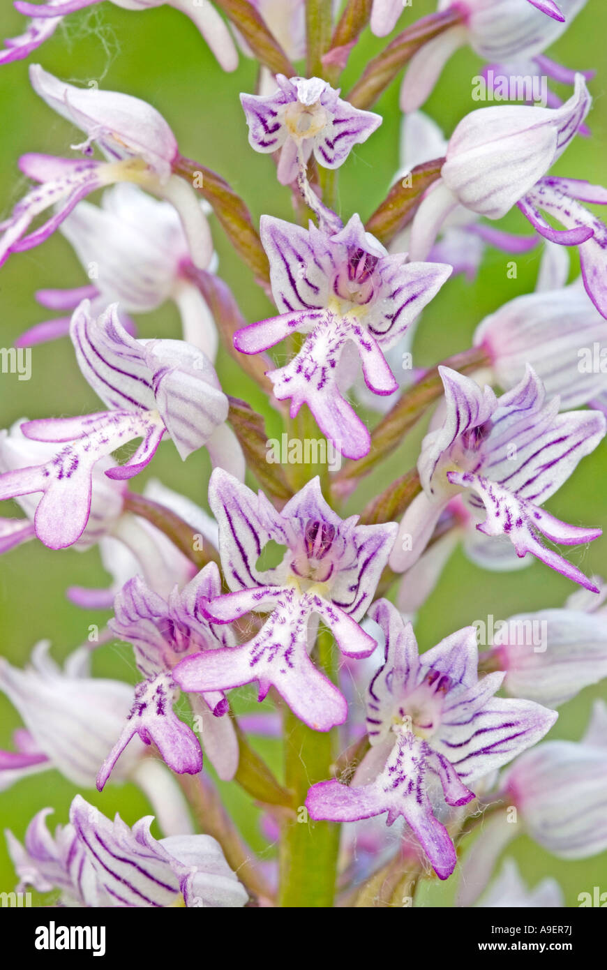 Orchis militaris flowers hi-res stock photography and images - Alamy