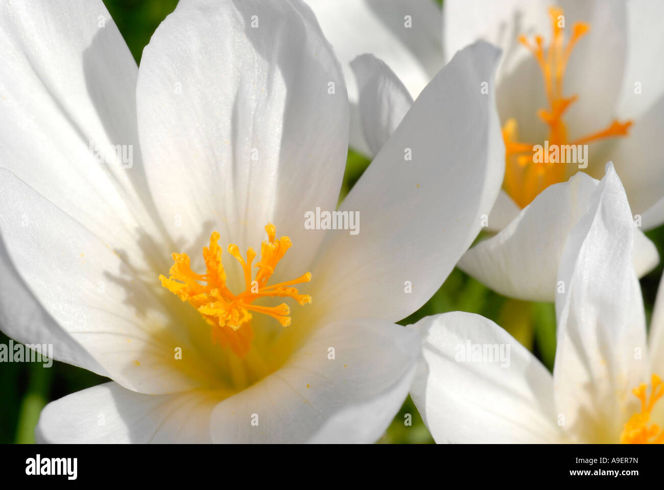 Fall Crocus (Crocus speciosus), variety: Albus, flowers Stock Photo - Alamy