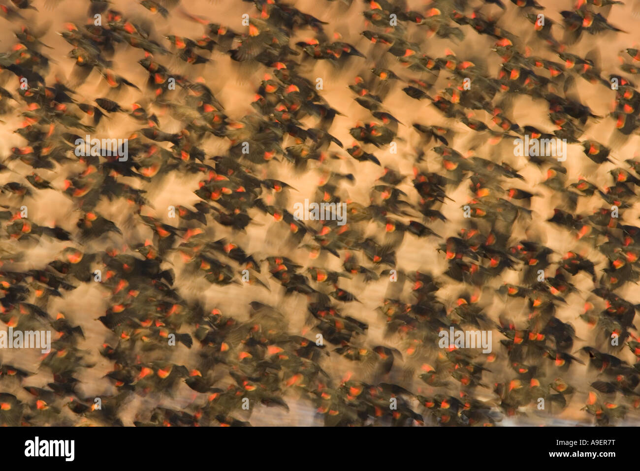 Red winged Blackbird Flock Stock Photo - Alamy