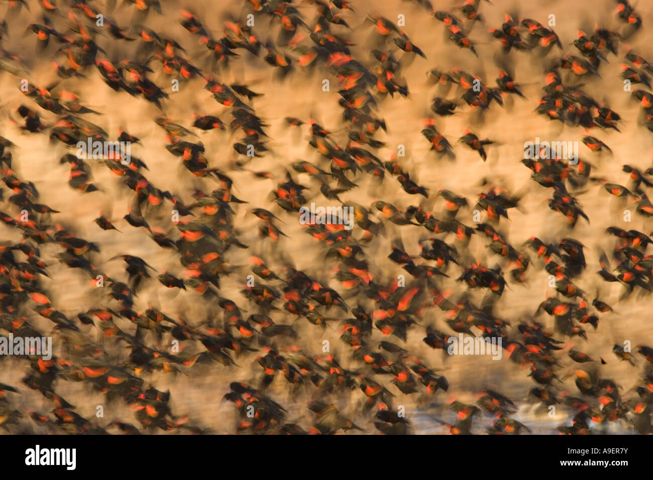 Red winged Blackbird Flock Stock Photo - Alamy