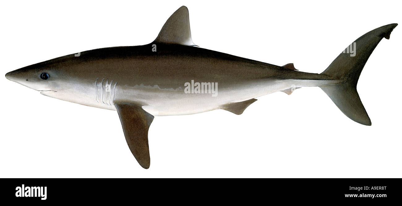 Porbeagle shark lamna nasus Cut Out Stock Images & Pictures - Alamy