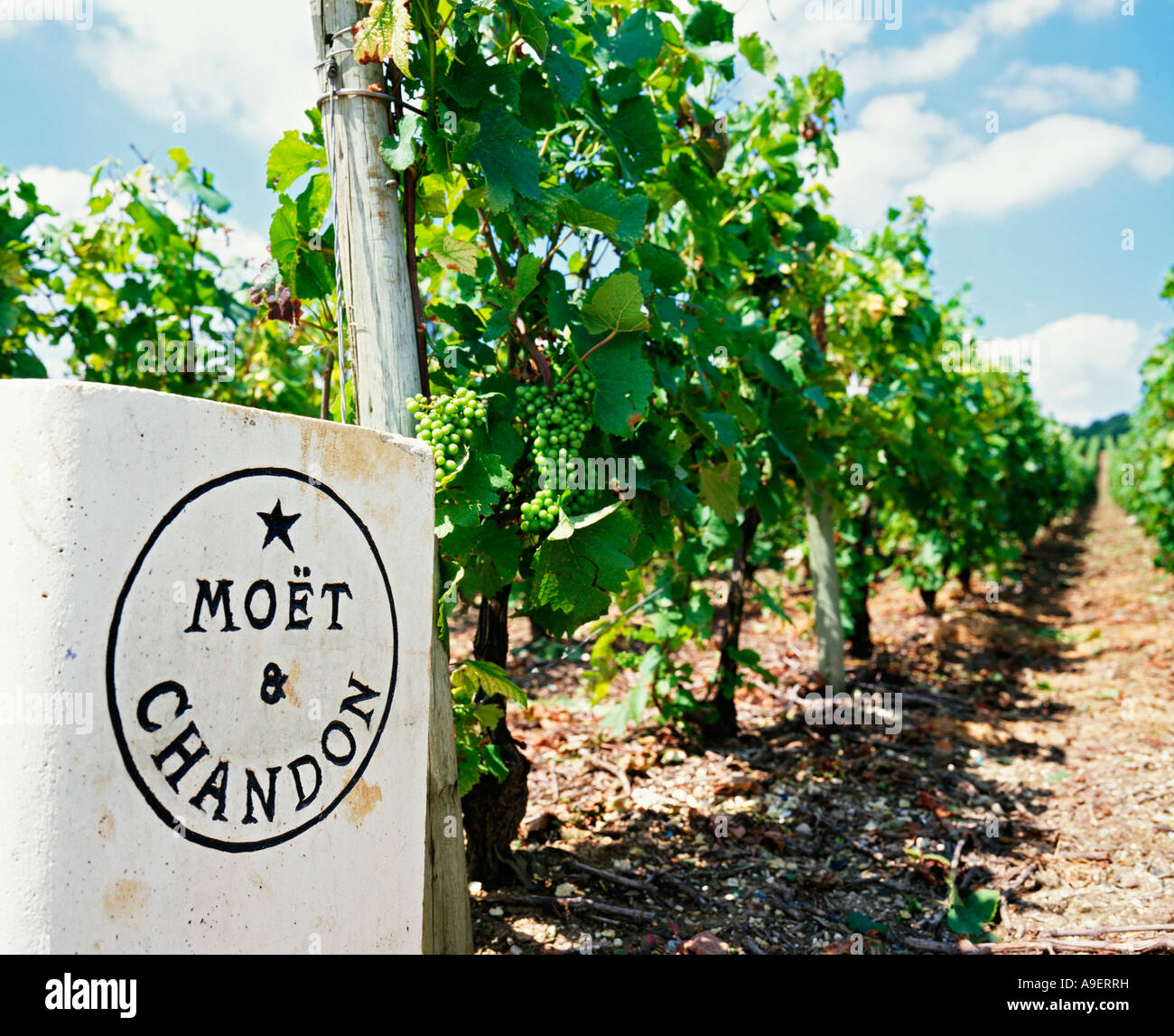 FRANCE CHAMPAGNE-ARDENNE MUTIGNY MOET CHANDON VINE MARKERS Stock Photo ...