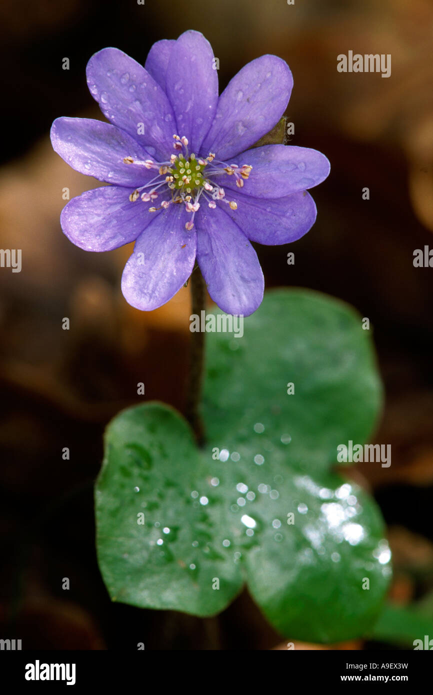 Common Hepatica (Hepatica nobilis), flower Stock Photo - Alamy