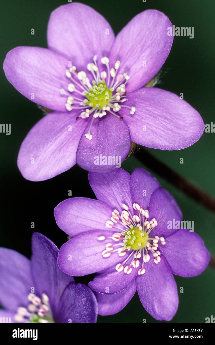 Flower plant purple crowfoot hi-res stock photography and images - Alamy
