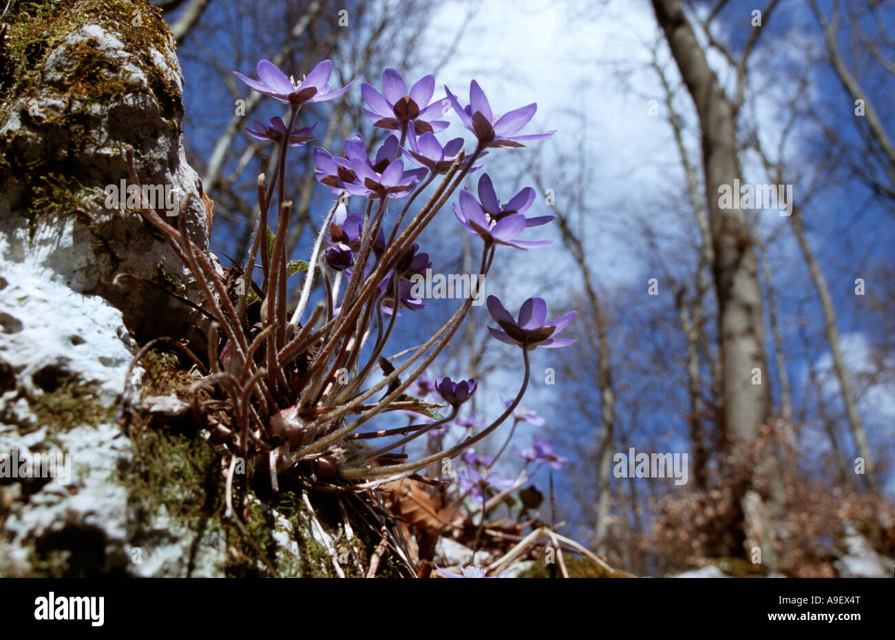 Hepatica (Hepatica nobilis), flowering plant seen against the blue sky ...