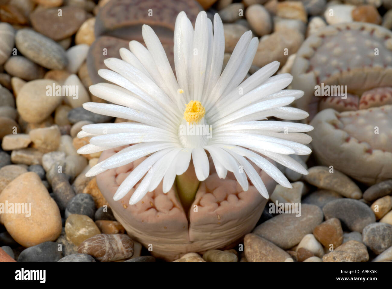 Living Stone, Pebble Plant (Lithops sp.), flowering Stock Photo - Alamy