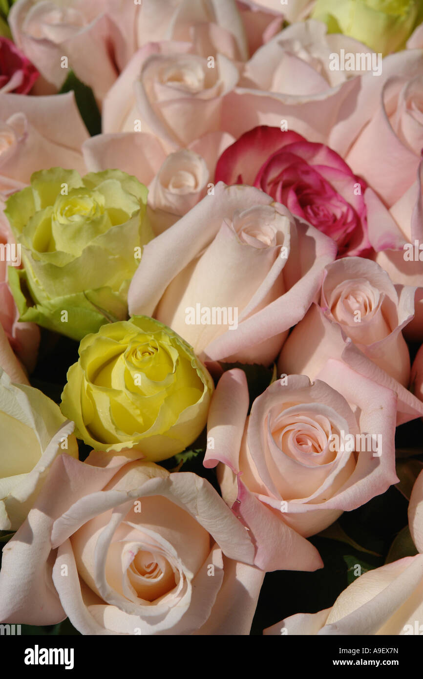 Sprig of roses Stock Photo - Alamy