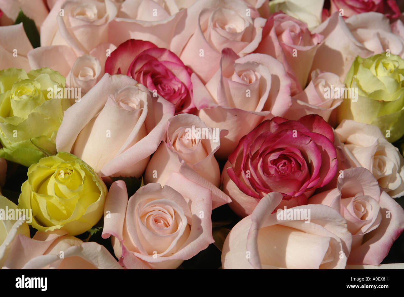 Sprig of roses Stock Photo - Alamy